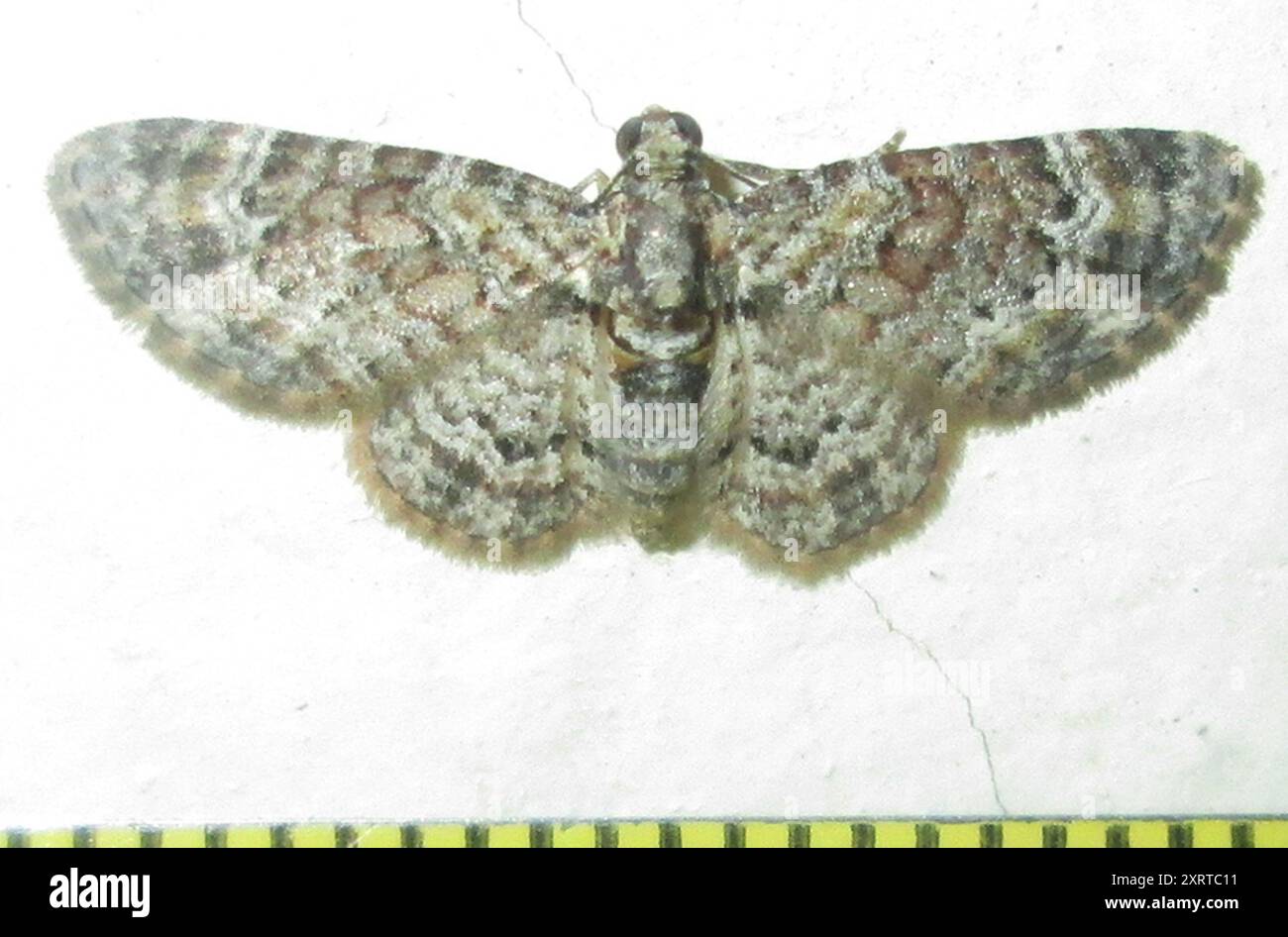 Geometer Moths (Geometridae) Insecta Stock Photo - Alamy