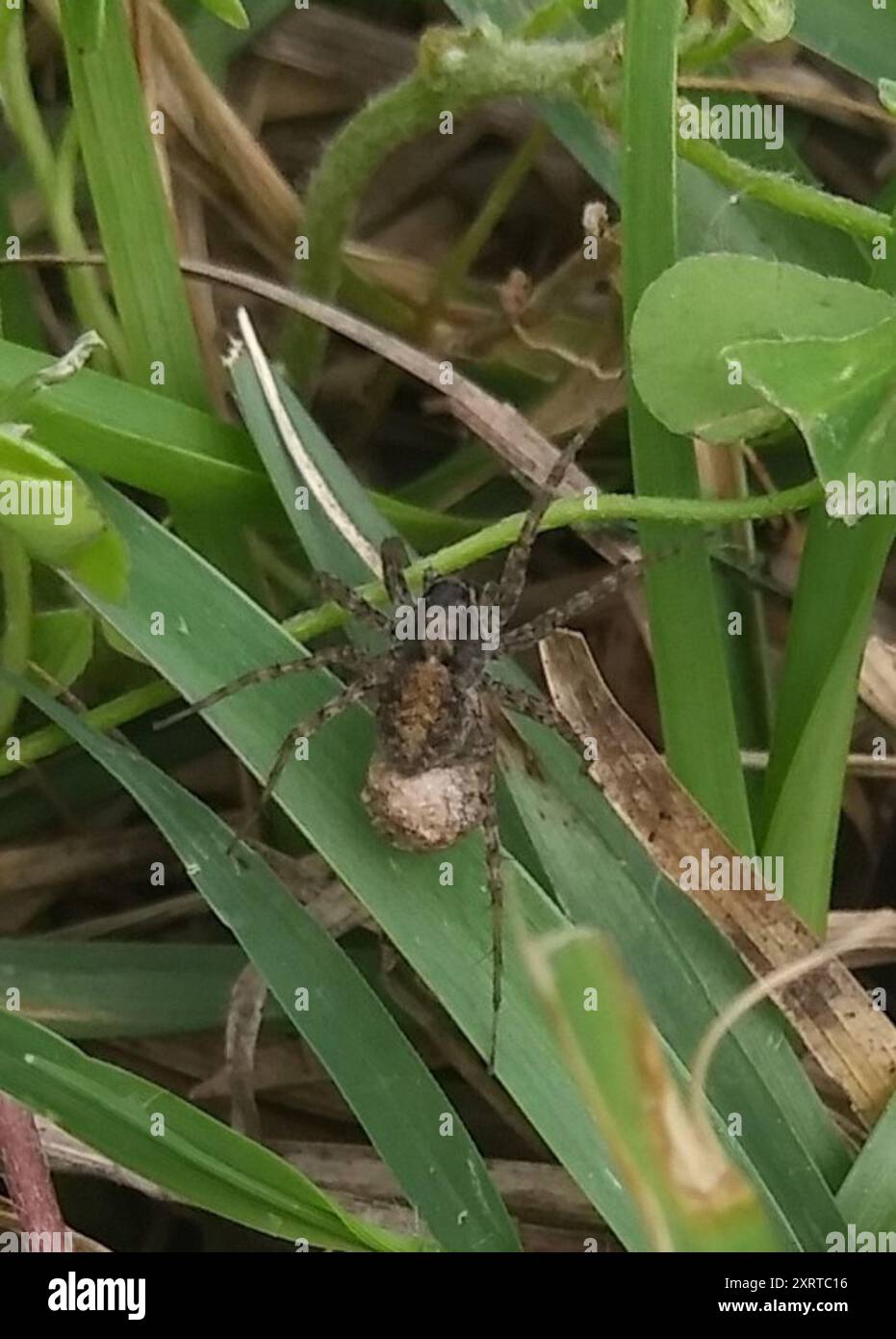 Thin-legged Wolf Spiders (Pardosa) Arachnida Stock Photo - Alamy