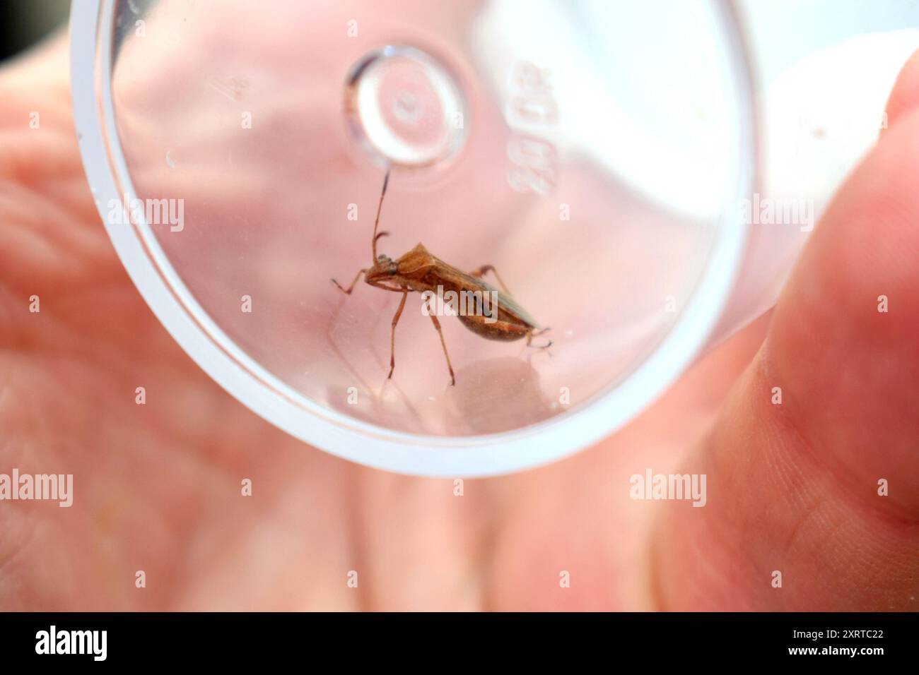 (Neomegalotomus rufipes) Insecta Stock Photo - Alamy