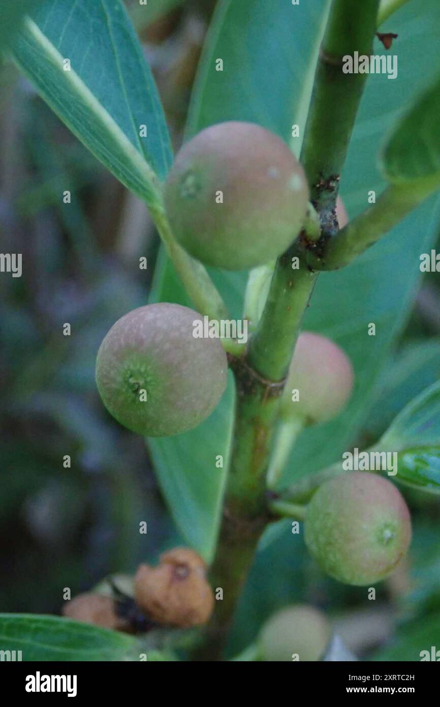 Water Fig (Ficus verruculosa) Plantae Stock Photo - Alamy