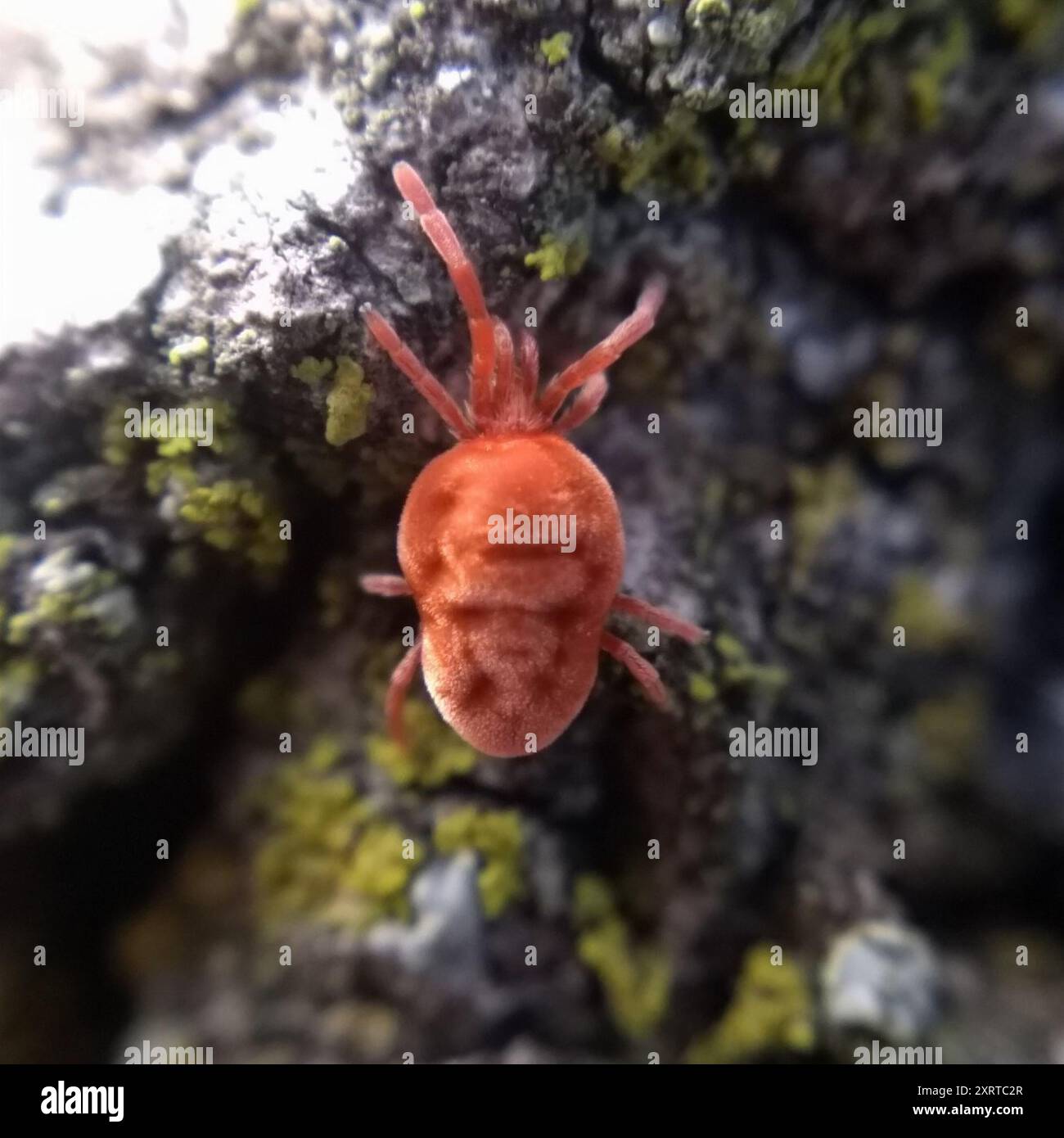 Sumo Mites (Allothrombium) Arachnida Stock Photo - Alamy