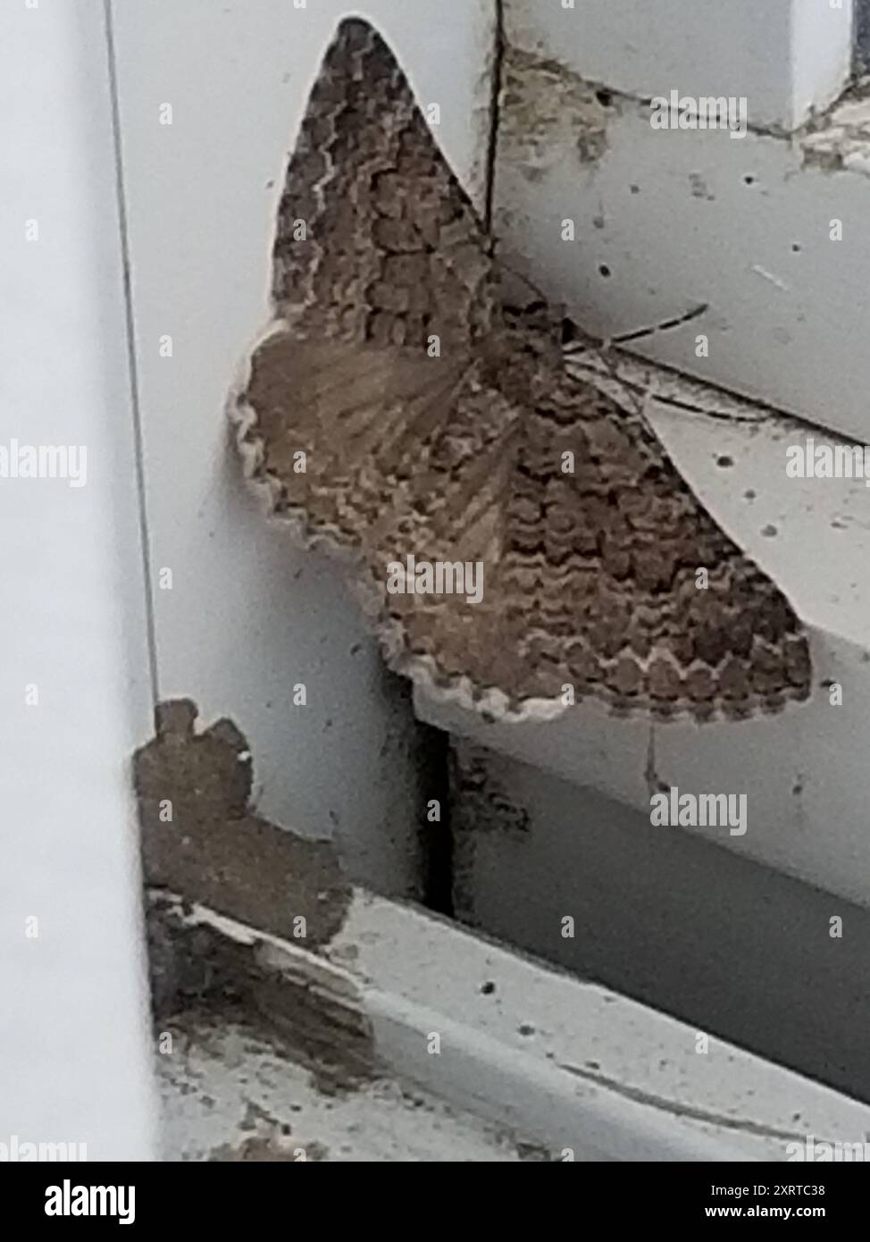 Geometer Moths (Geometridae) Insecta Stock Photo - Alamy