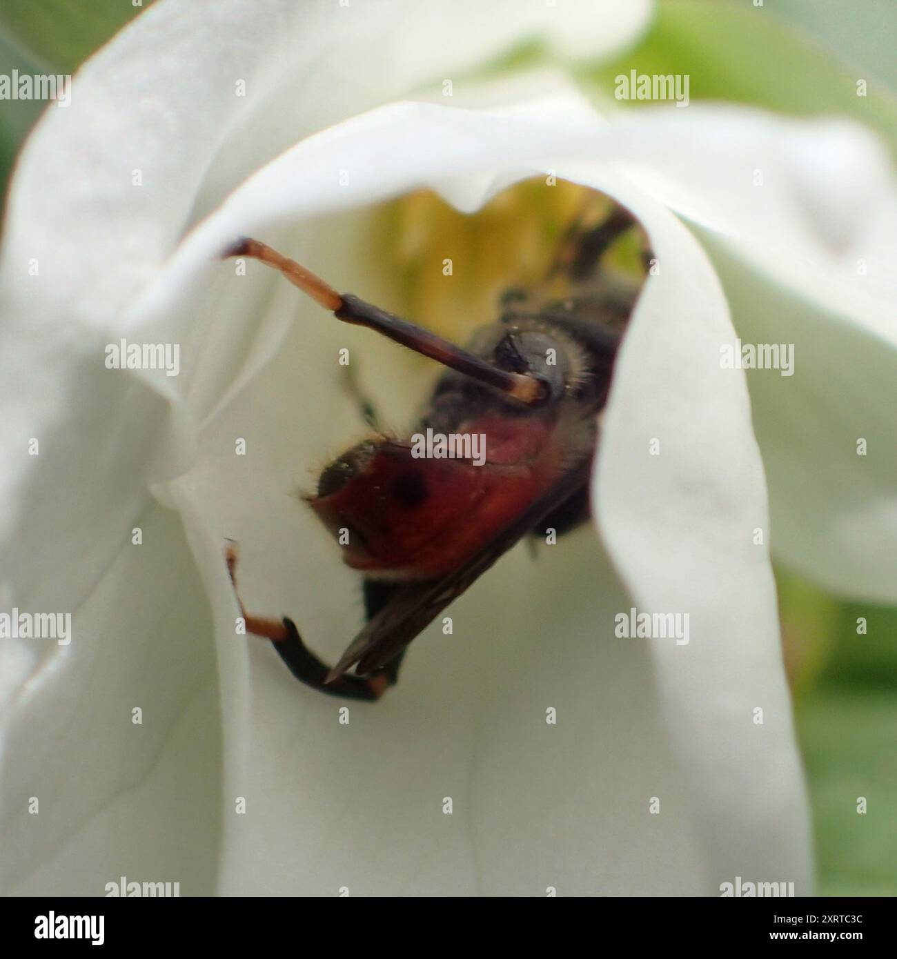 Long-haired Leafwalker (Chalcosyrphus libo) Insecta Stock Photo - Alamy