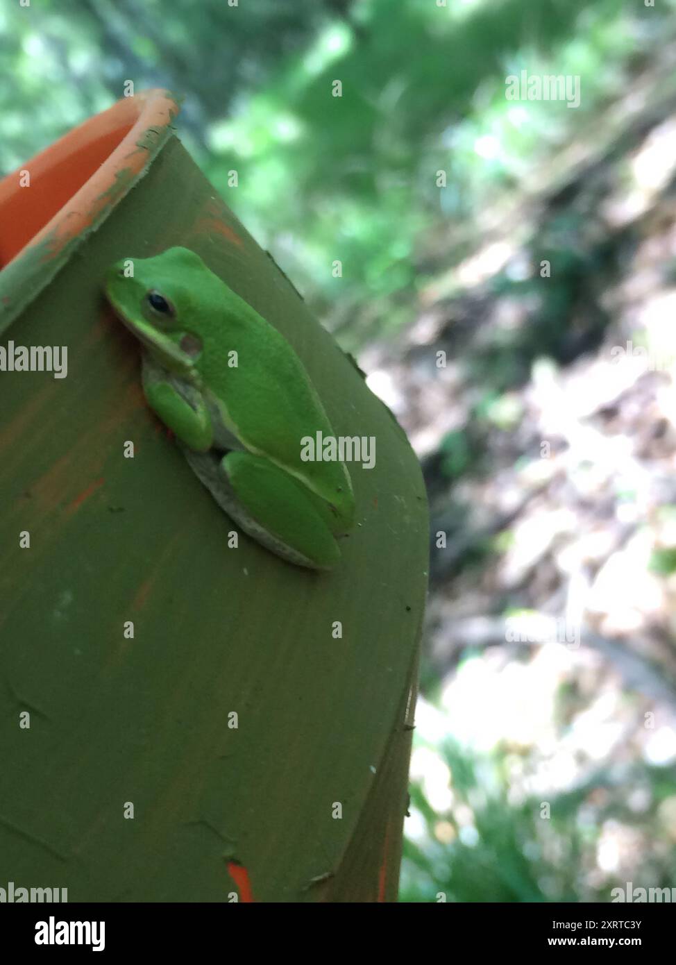 Squirrel Treefrog (Hyla squirella) Amphibia Stock Photo - Alamy