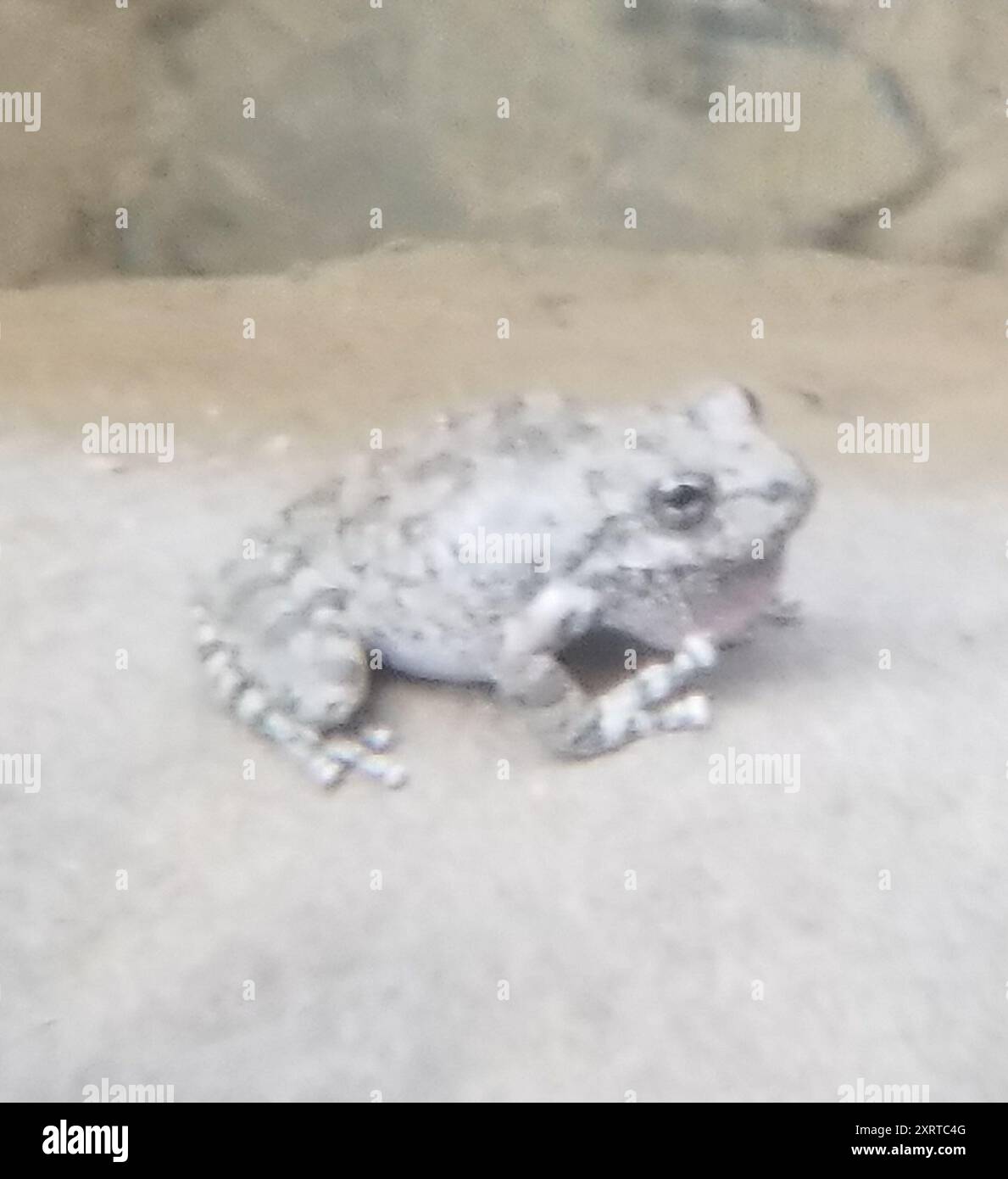 California Tree Frog (Pseudacris cadaverina) Amphibia Stock Photo - Alamy