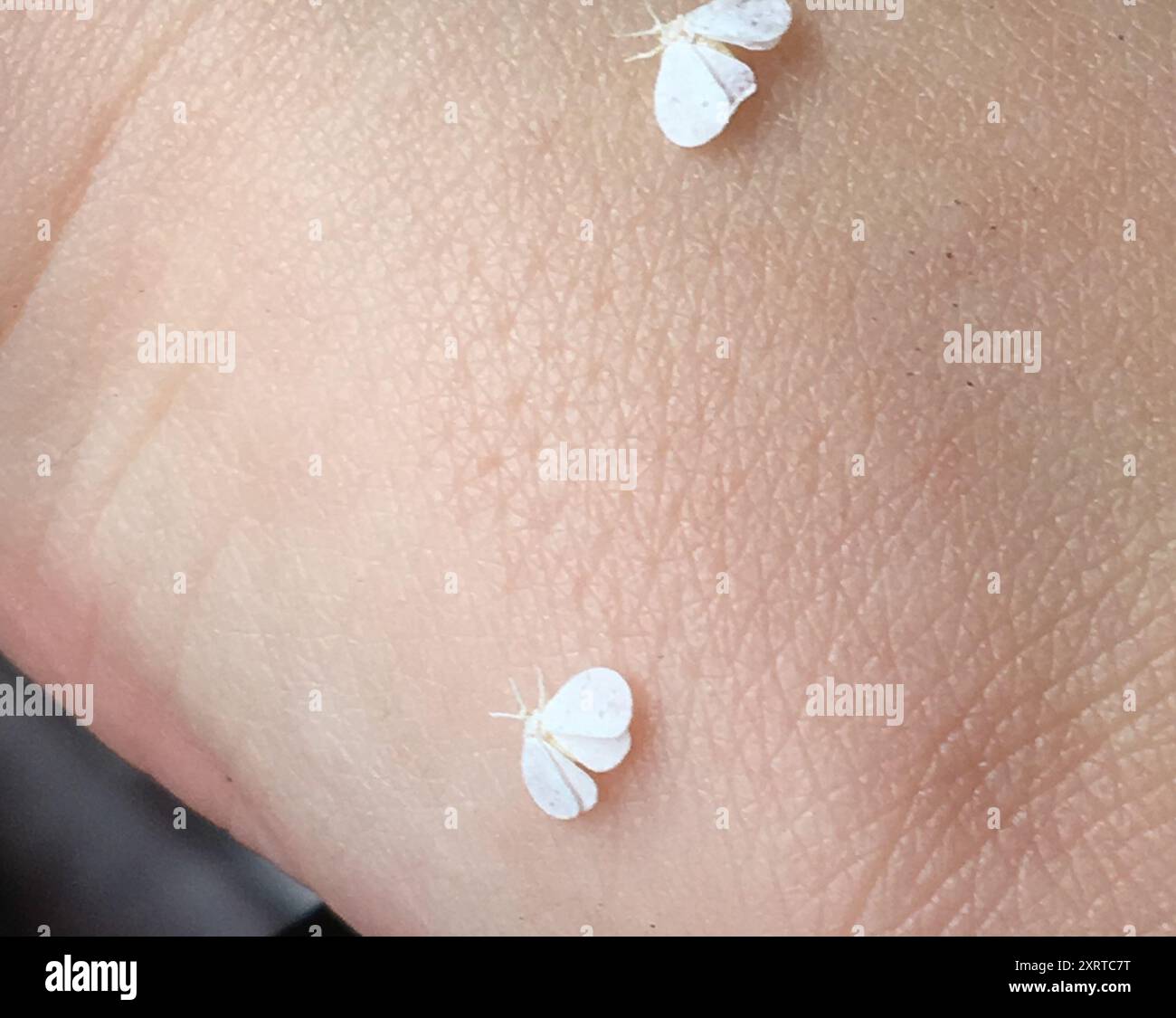 Whiteflies (Aleyrodidae) Insecta Stock Photo - Alamy
