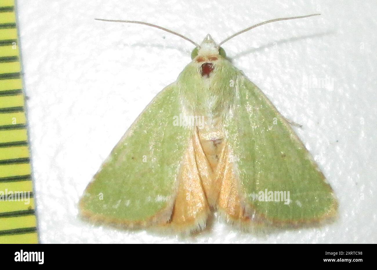 (Adisura aerugo) Insecta Stock Photo - Alamy