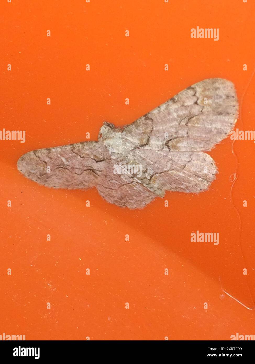 Brown-shaded Gray (Iridopsis defectaria) Insecta Stock Photo - Alamy