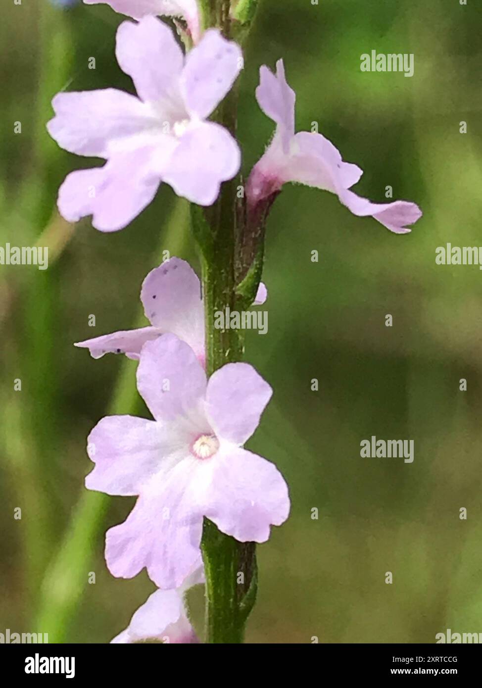 Texas vervain (Verbena halei) Plantae Stock Photo - Alamy