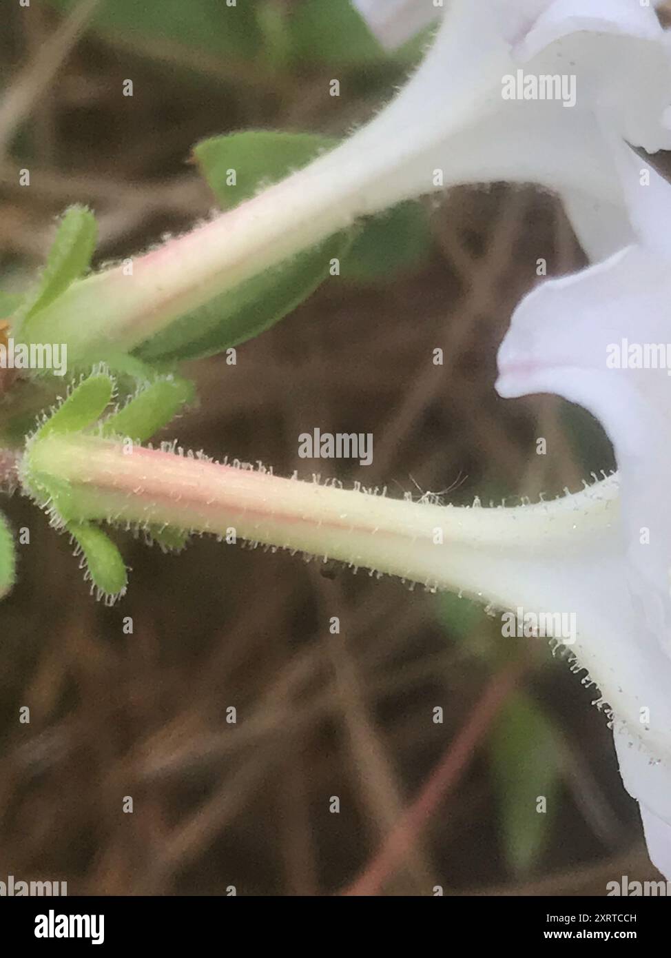 Coastal Azalea (Rhododendron atlanticum) Plantae Stock Photo - Alamy