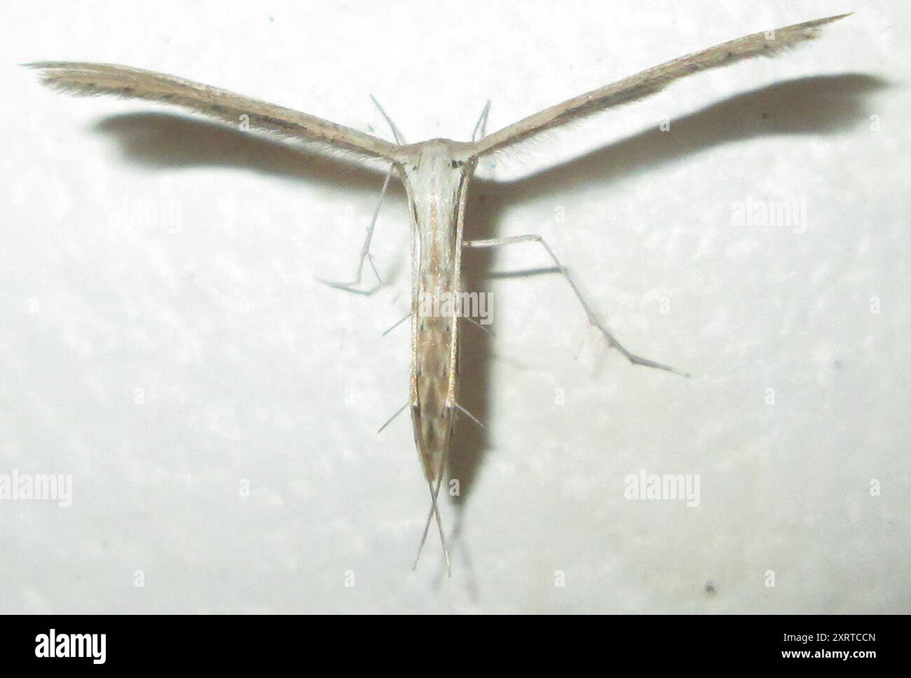 Plume Moths (Pterophoridae) Insecta Stock Photo - Alamy