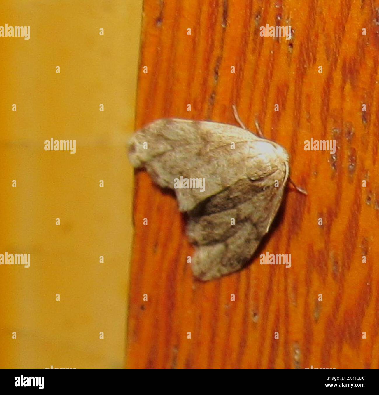 Lichen Moths (Lithosiini) Insecta Stock Photo - Alamy