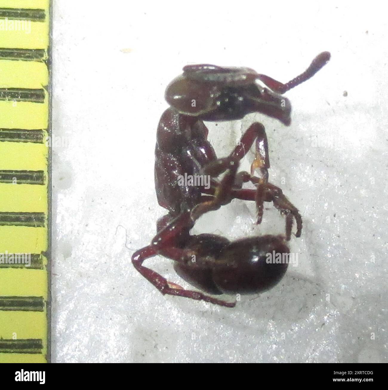 Underground Millipede Muncher ant (Plectroctena subterranea) Insecta ...