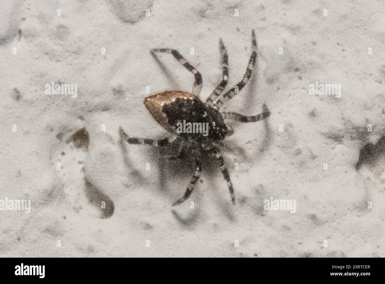 Ant-eating Spiders (Euryopis) Arachnida Stock Photo - Alamy