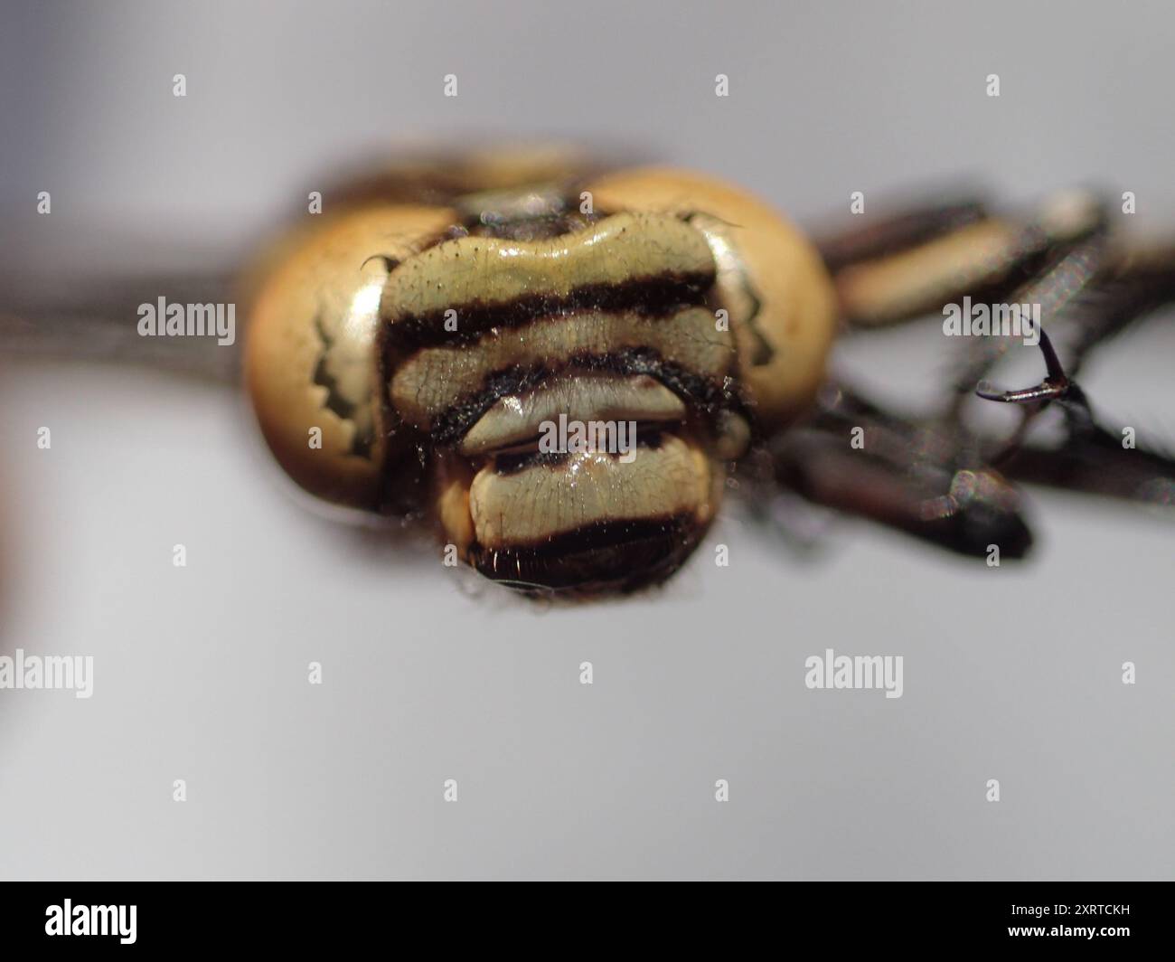 Boreal Snaketail (Ophiogomphus colubrinus) Insecta Stock Photo - Alamy