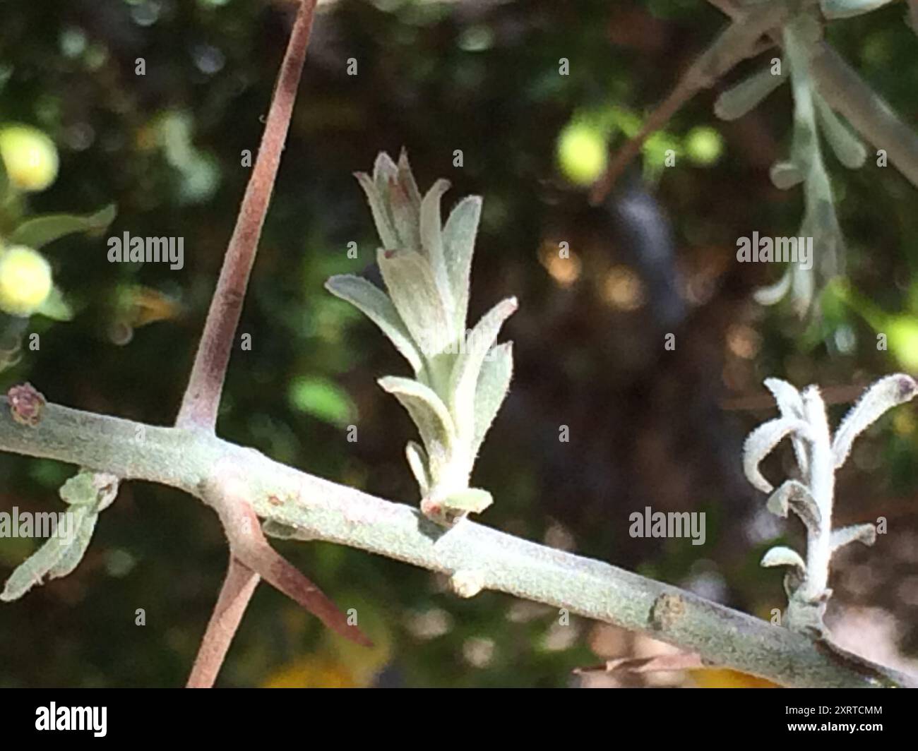 Spiny Menodora (Menodora spinescens) Plantae Stock Photo - Alamy