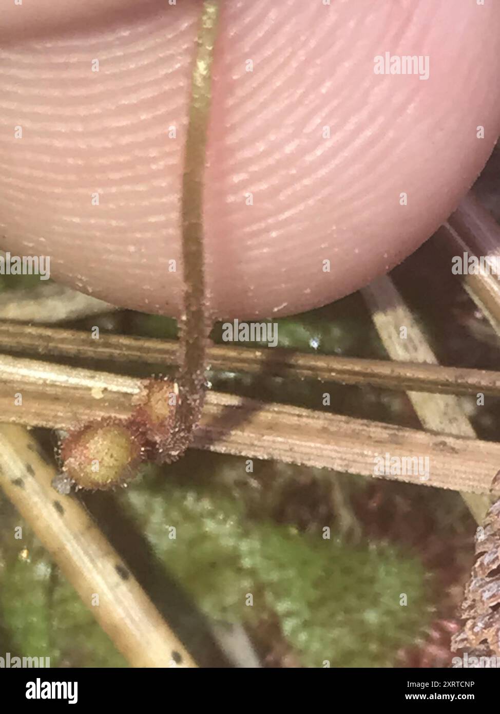 dwarf sundew (Drosera brevifolia) Plantae Stock Photo - Alamy