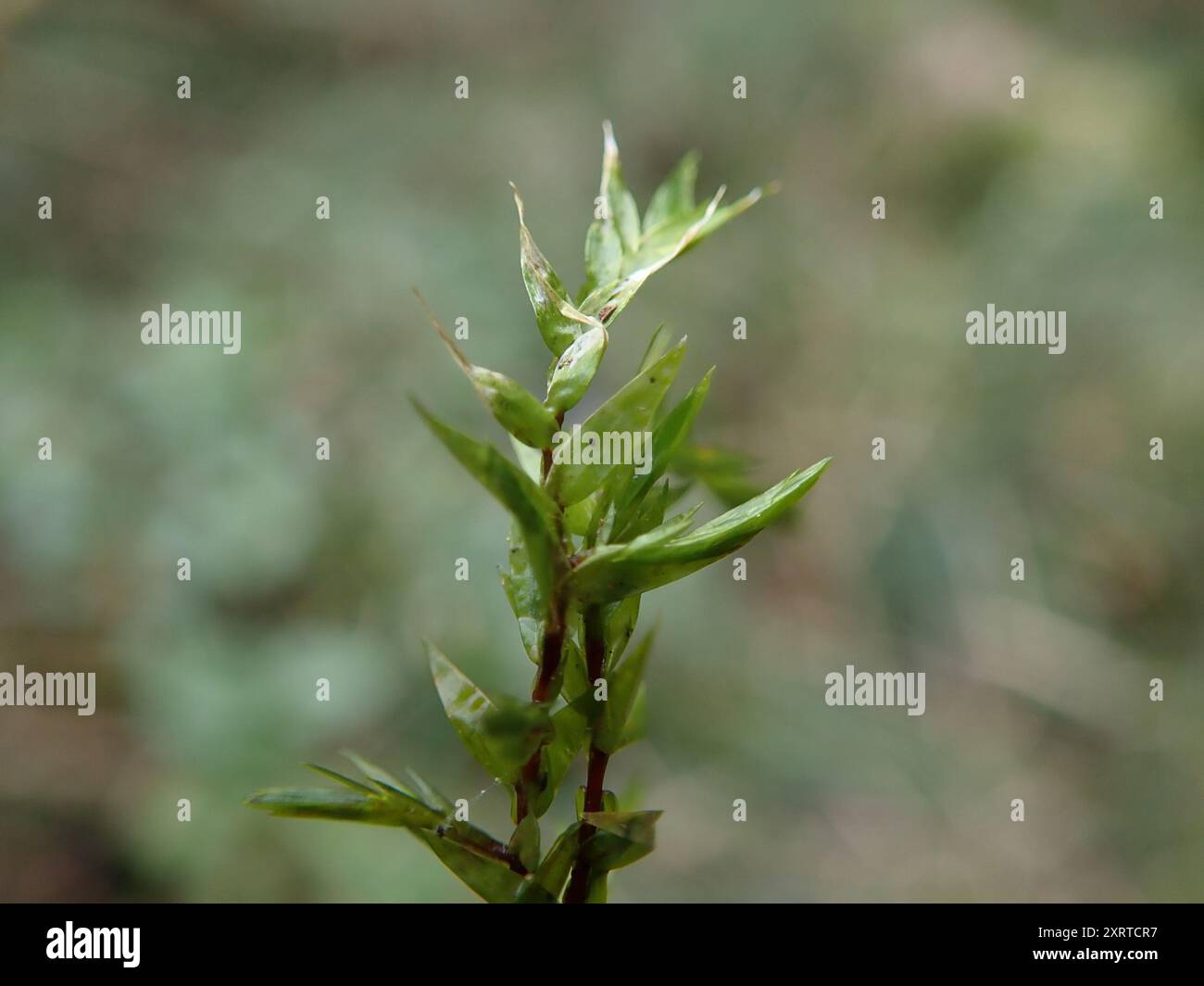 Willow Moss (Fontinalis antipyretica) Plantae Stock Photo - Alamy