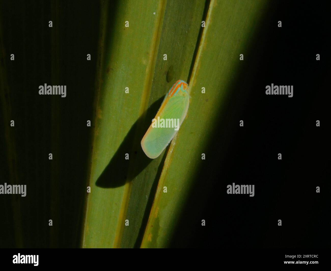 Palm Flatid Planthopper (Ormenaria rufifascia) Insecta Stock Photo - Alamy