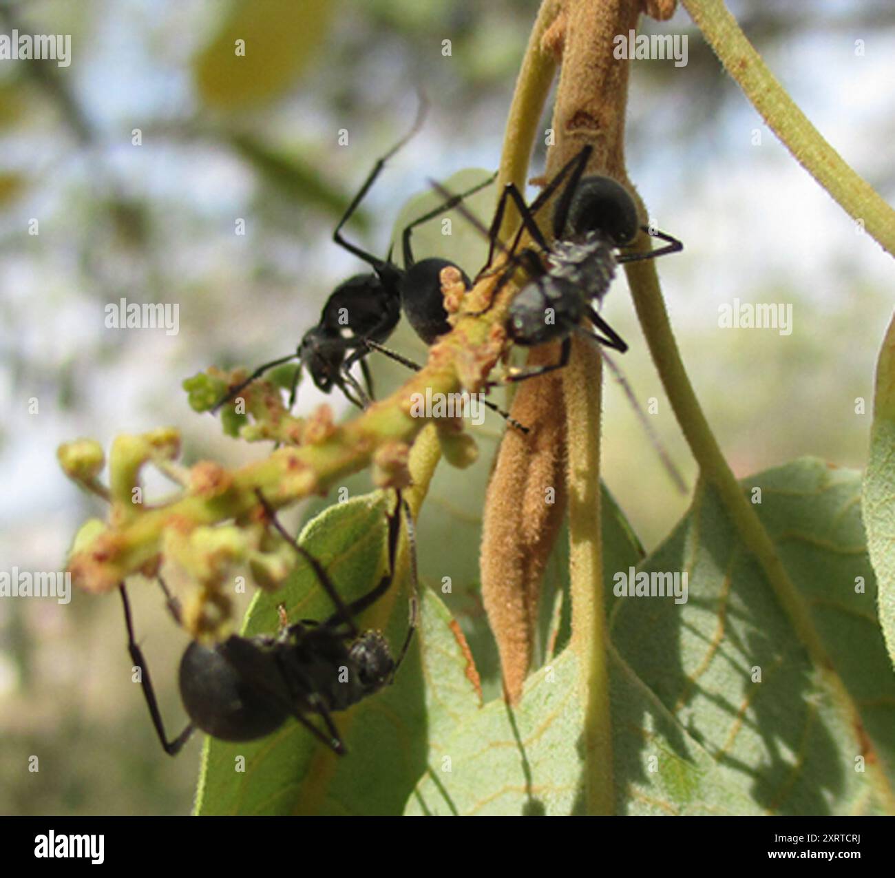 Savanna Spiny Sugar Ant (Polyrhachis schistacea) Insecta Stock Photo ...