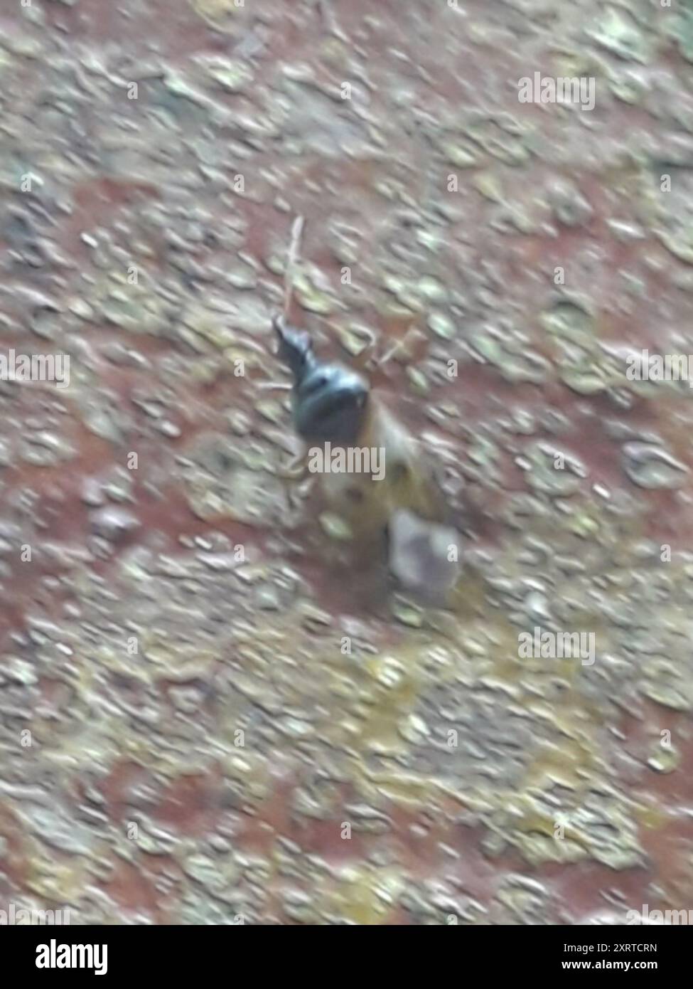 Common Flowerbug (Anthocoris nemorum) Insecta Stock Photo - Alamy