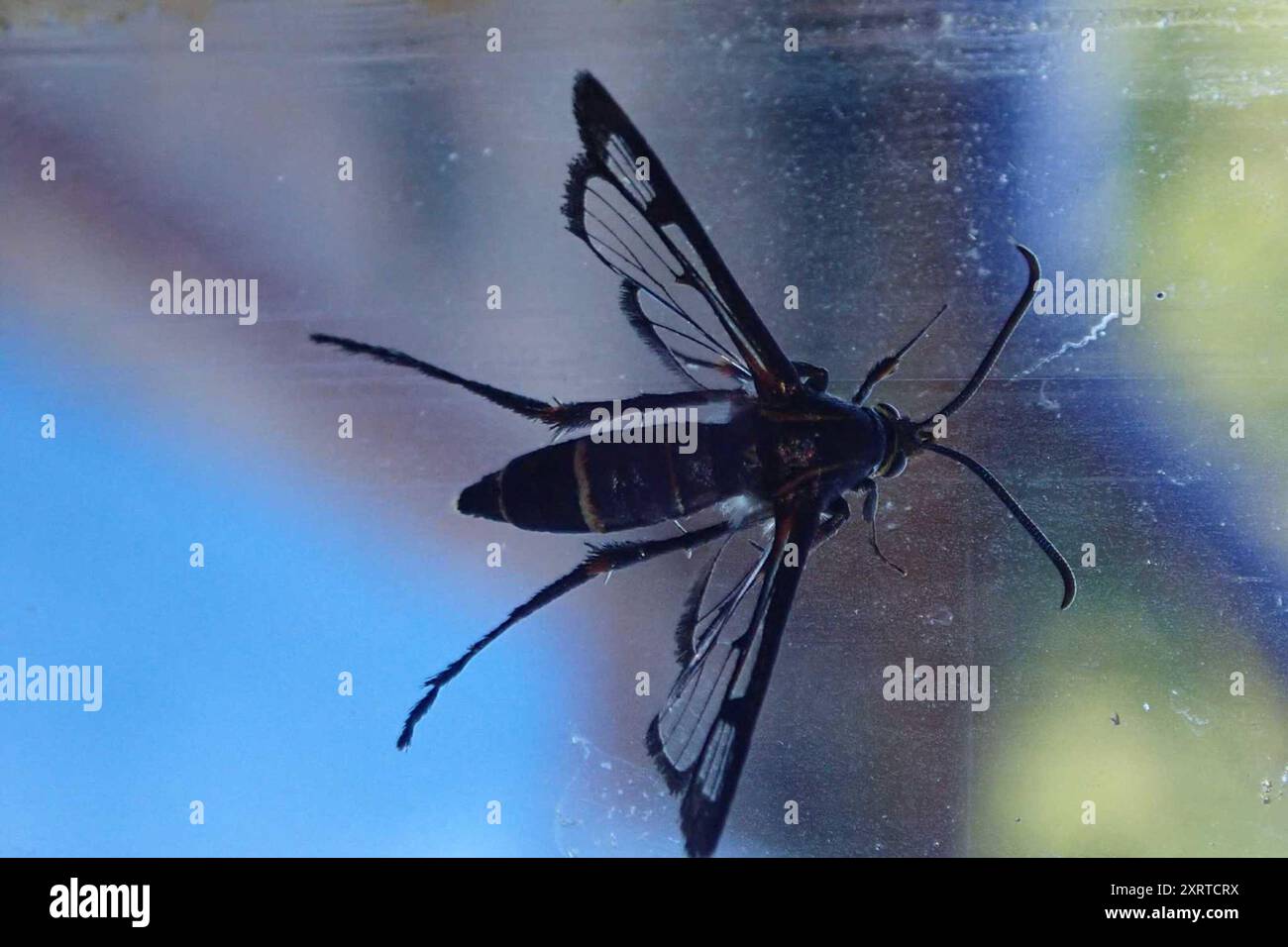 (Macrotarsipodes tricinctus) Insecta Stock Photo - Alamy