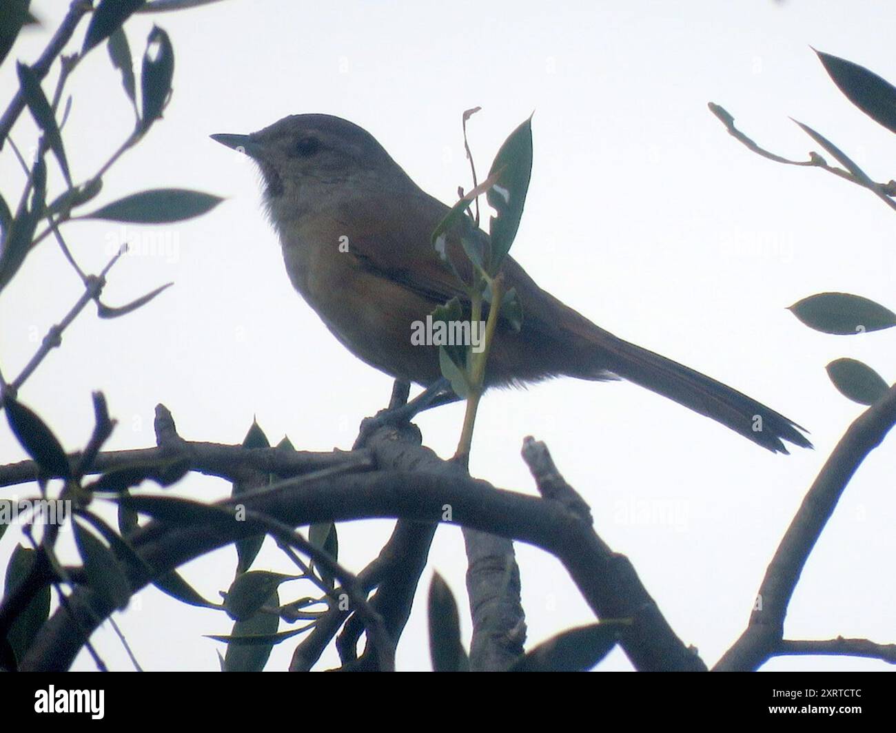Short-billed Canastero (Asthenes baeri) Aves Stock Photo - Alamy