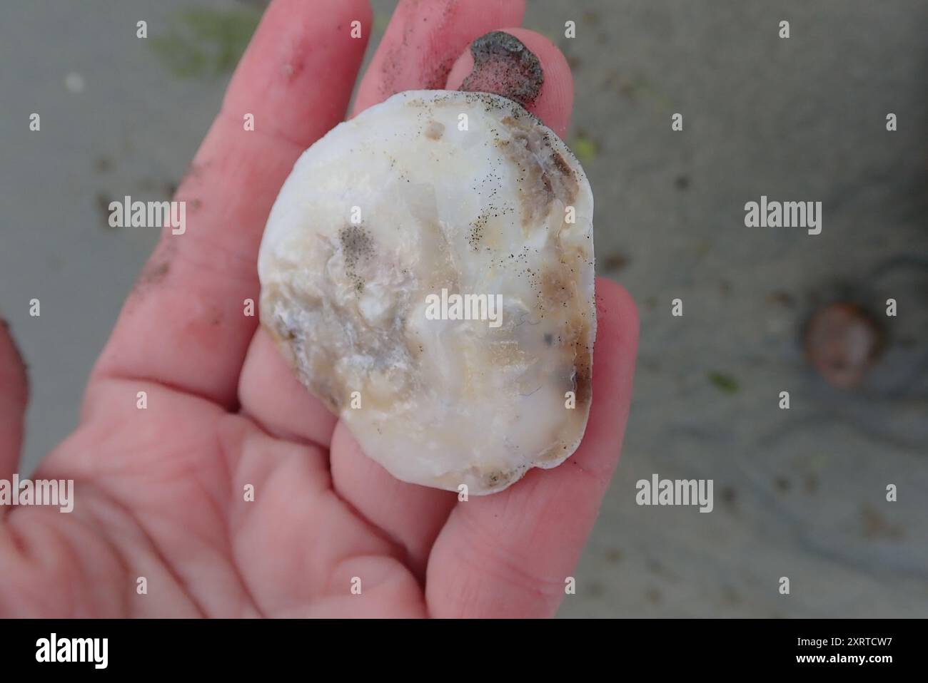 European Flat Oyster (Ostrea edulis) Mollusca Stock Photo - Alamy
