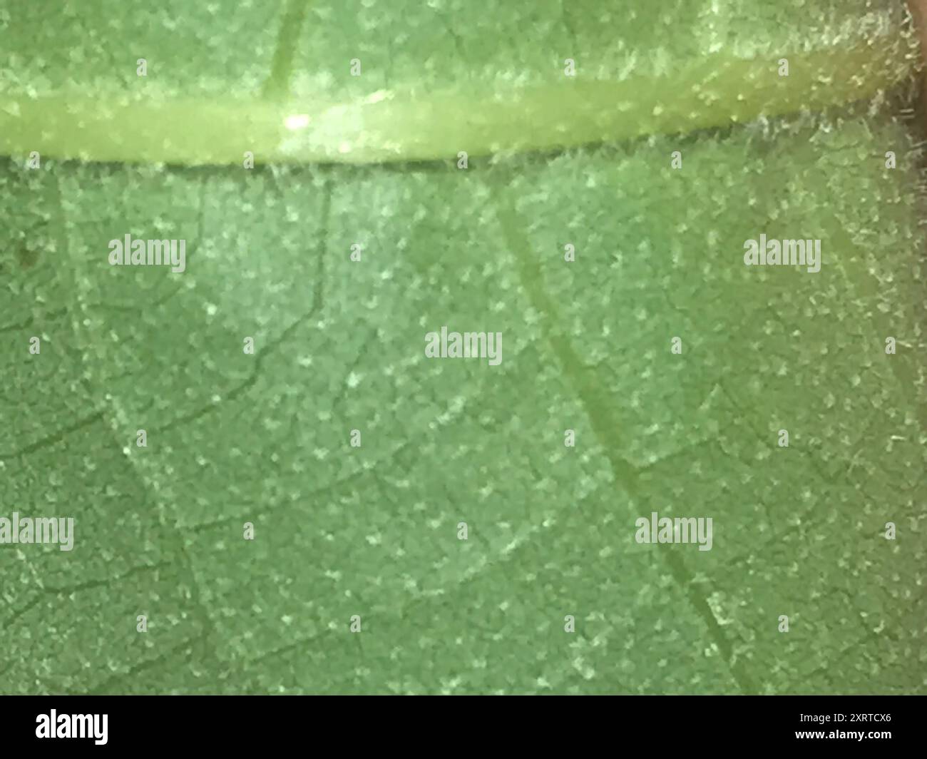 sand hickory (Carya pallida) Plantae Stock Photo - Alamy