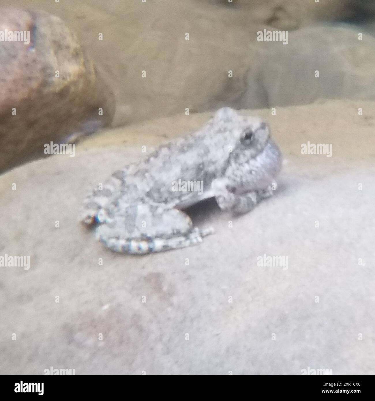California Tree Frog (Pseudacris cadaverina) Amphibia Stock Photo - Alamy