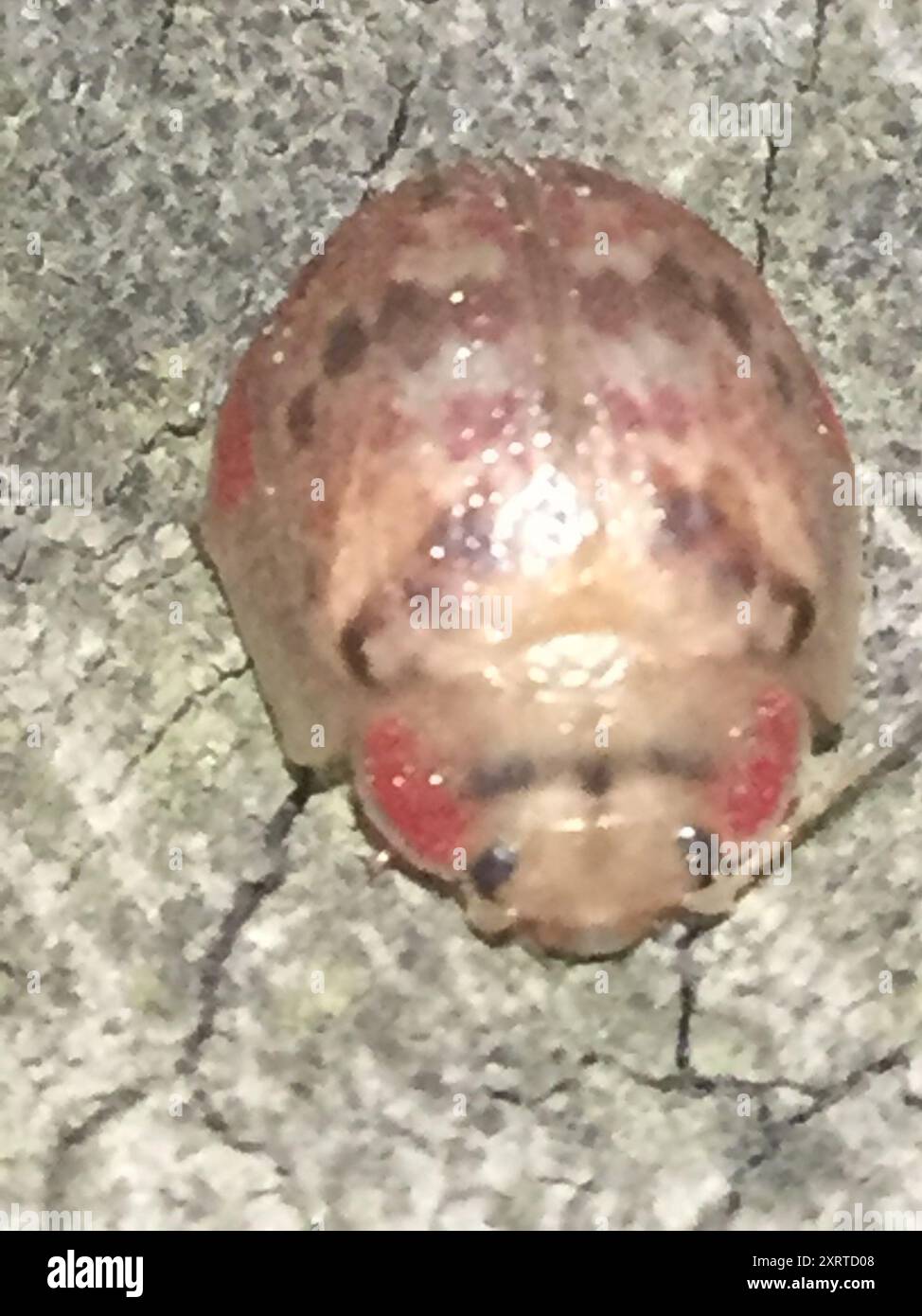 Eucalyptus Tortoise Beetle (Paropsis charybdis) Insecta Stock Photo - Alamy