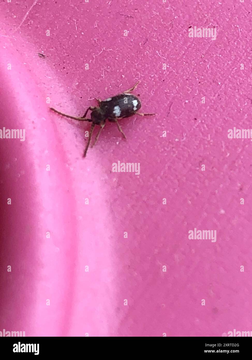 Ptinus sexpunctatus hi-res stock photography and images - Alamy