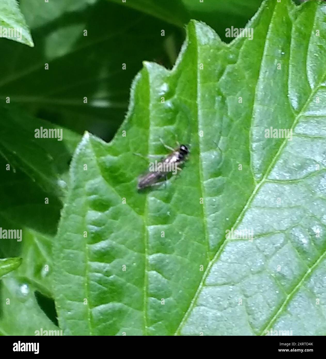 Ants, Bees, Wasps, and Sawflies (Hymenoptera) Insecta Stock Photo - Alamy