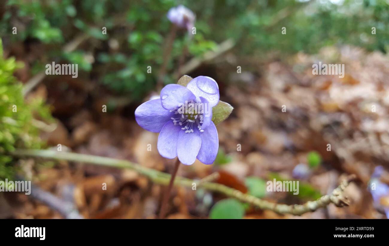 Liverleaf (Hepatica nobilis) Plantae Stock Photo - Alamy