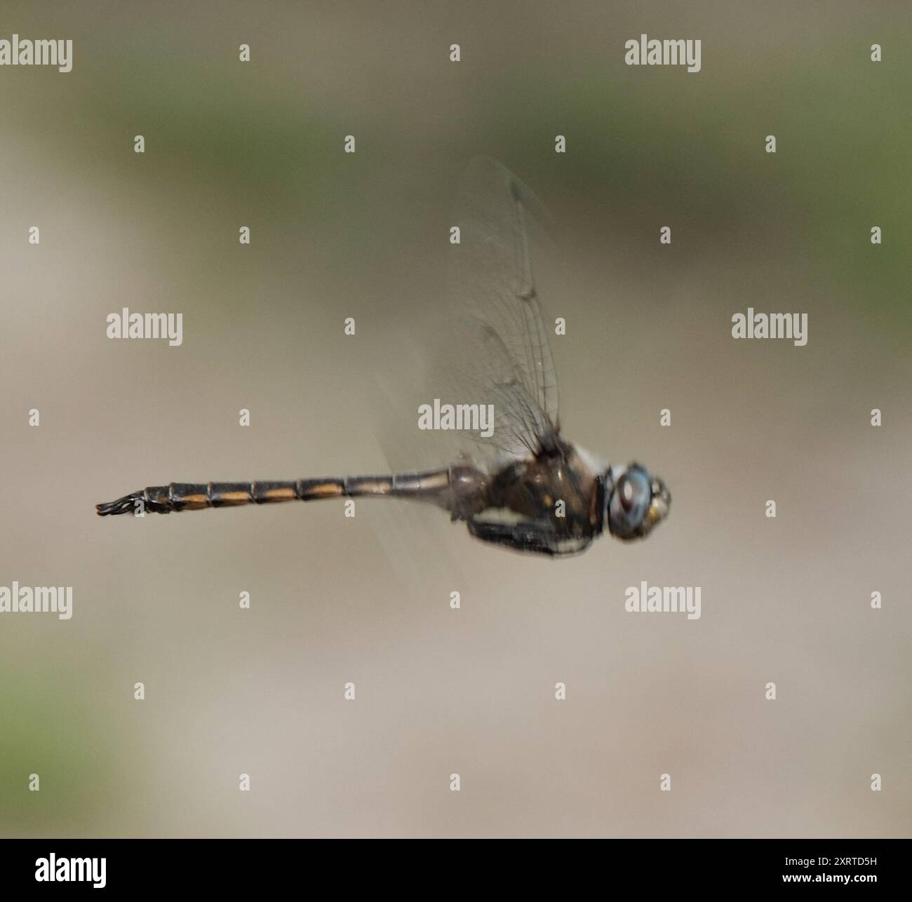 Dot-winged Baskettail (Epitheca petechialis) Insecta Stock Photo - Alamy