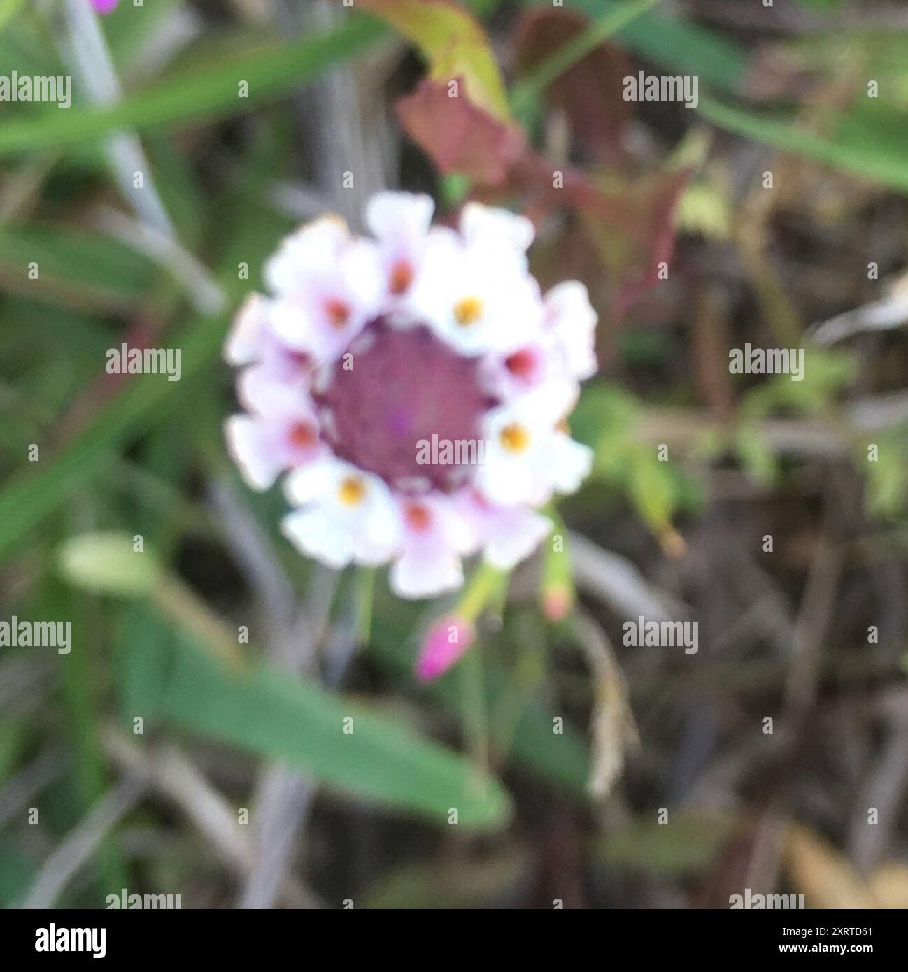 turkey tangle frogfruit (Phyla nodiflora) Plantae Stock Photo - Alamy