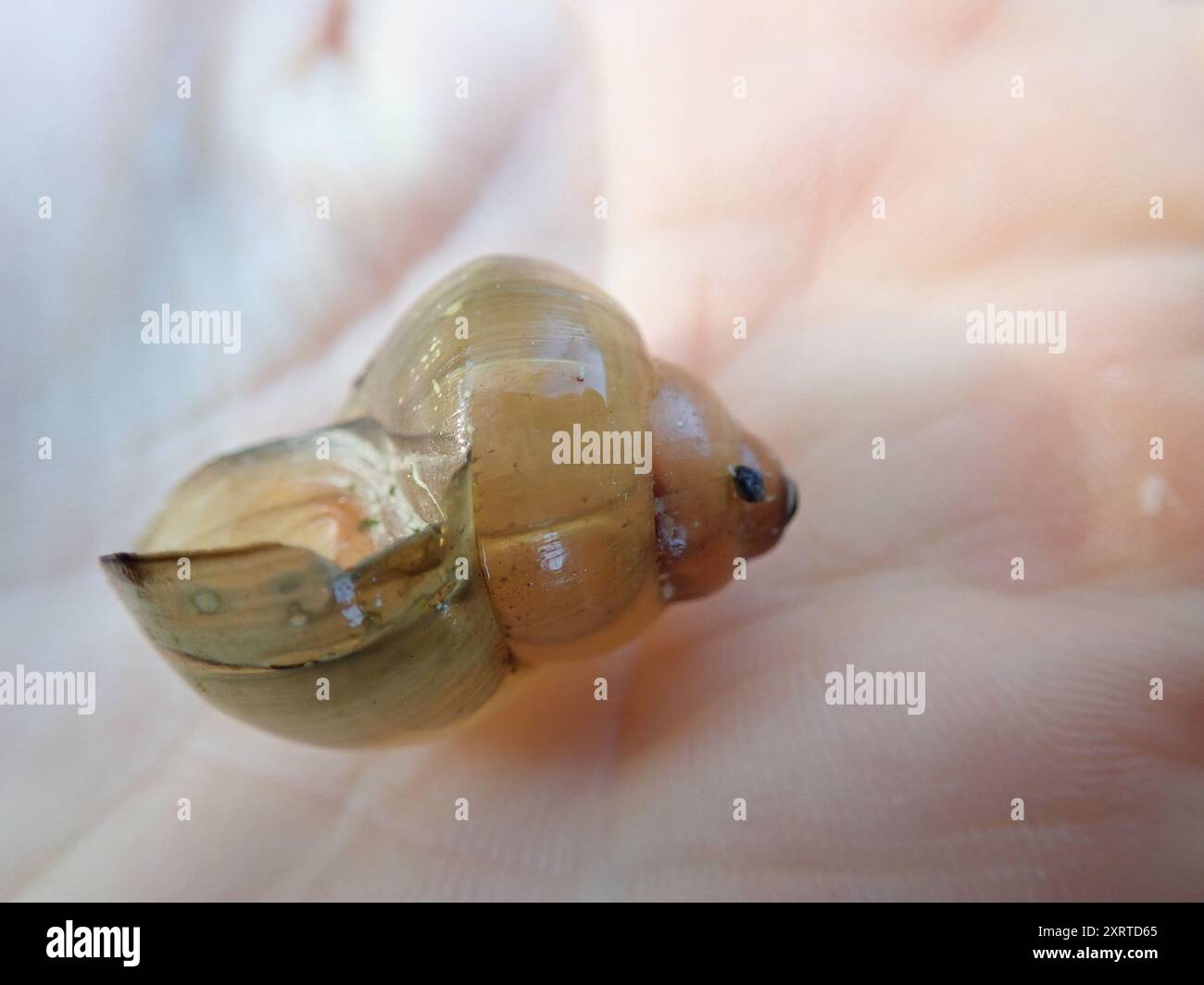 River Snails (Viviparidae) Mollusca Stock Photo - Alamy