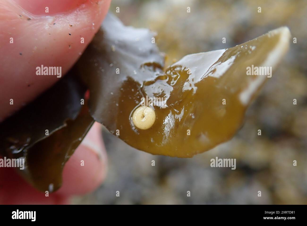 Lacuna Snails (Lacuna) Mollusca Stock Photo - Alamy