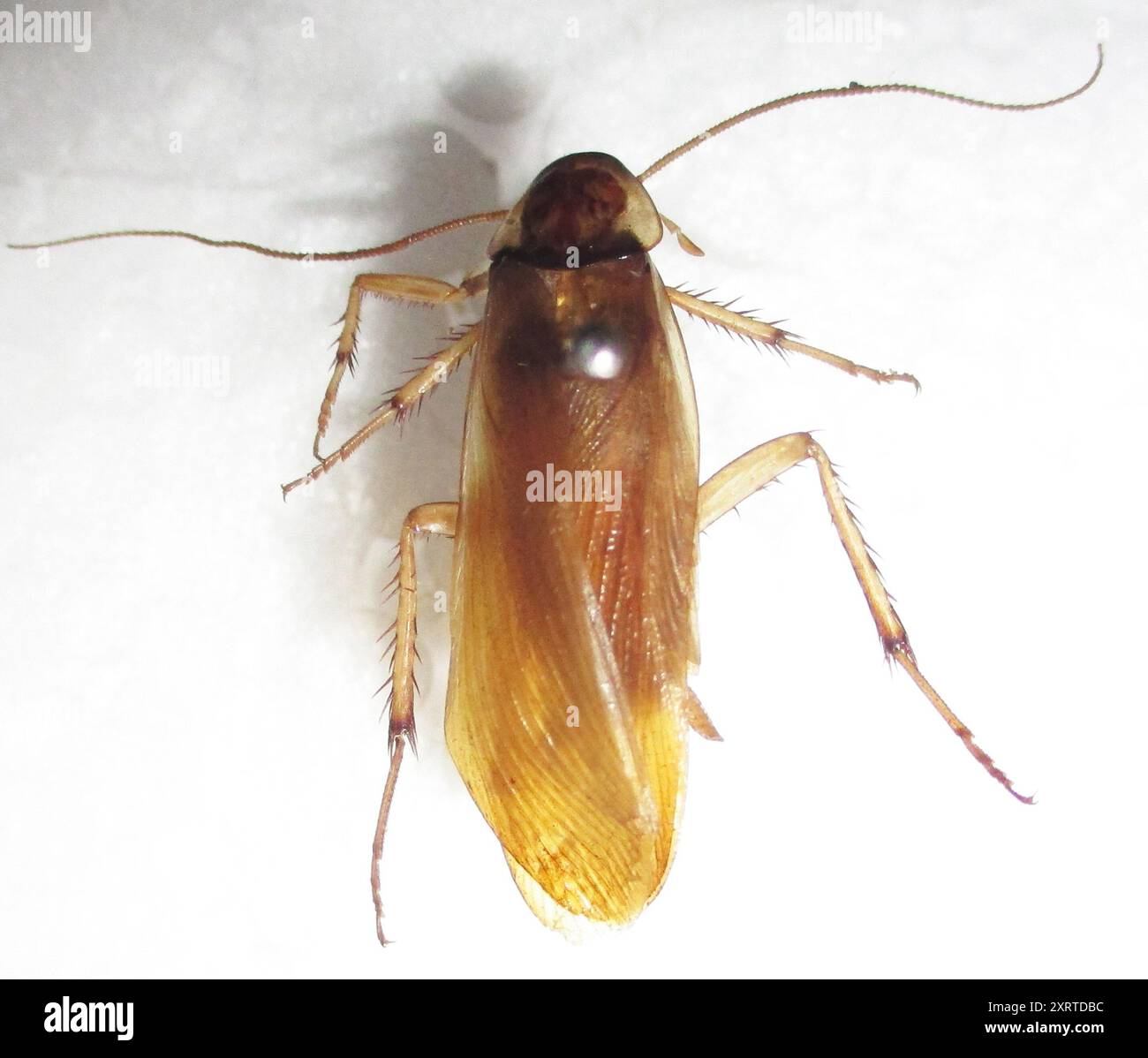 Household Cockroaches (Blattidae) Insecta Stock Photo - Alamy