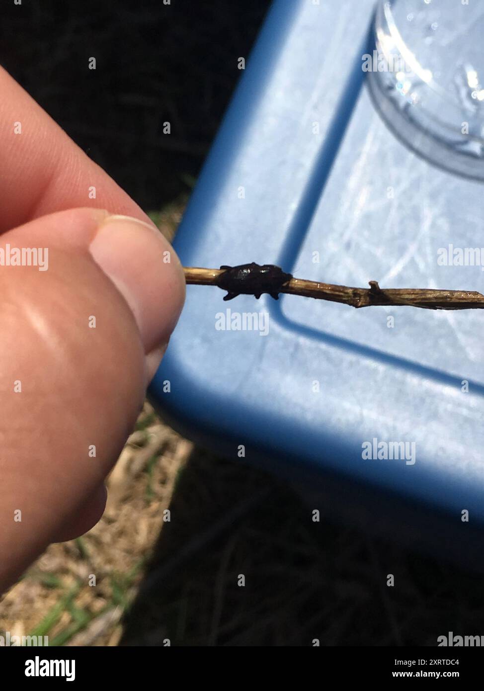 Billbug Weevils (Sphenophorus) Insecta Stock Photo - Alamy