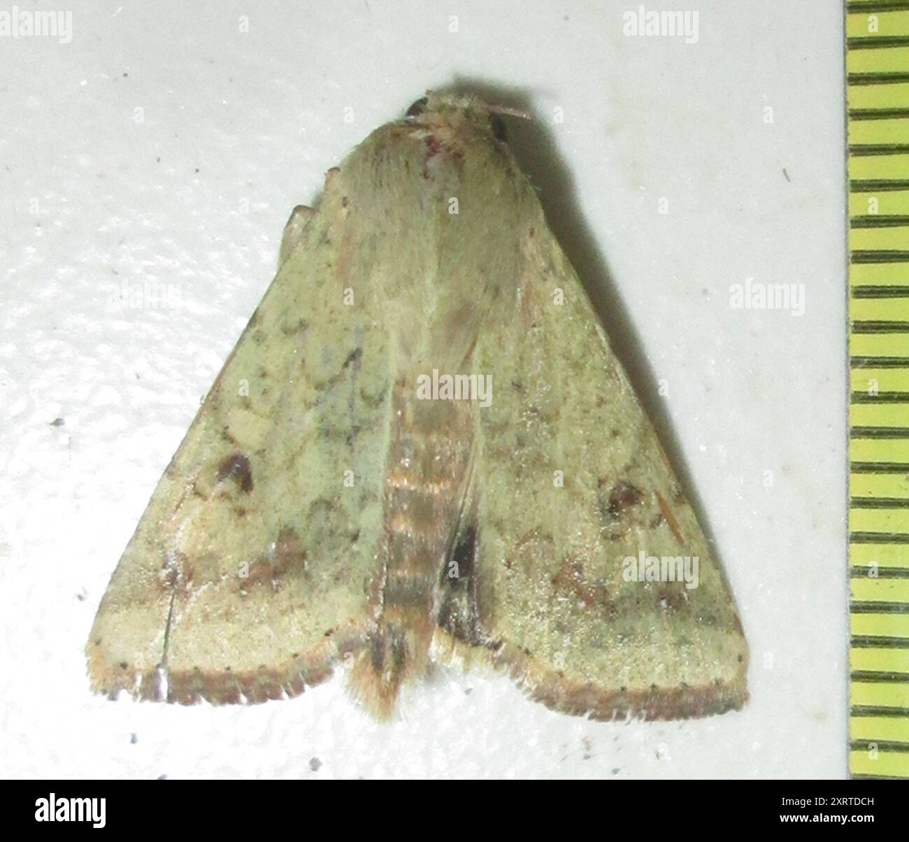 Cotton Bollworm Moth (Helicoverpa armigera) Insecta Stock Photo - Alamy