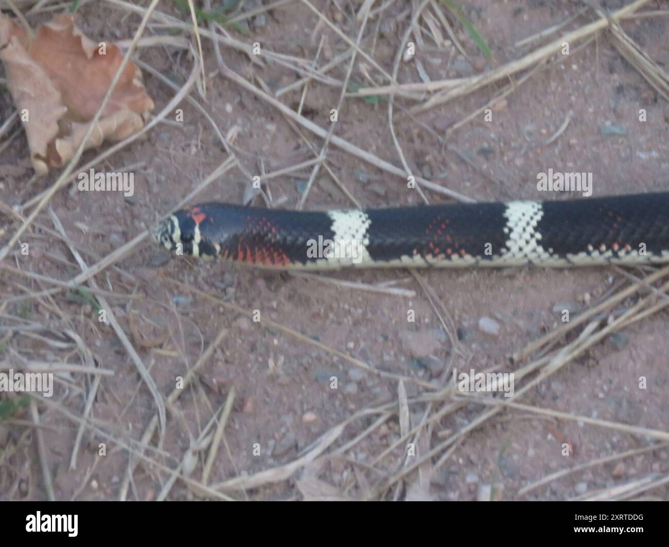 Ringed Hognose Snake (Xenodon semicinctus) Reptilia Stock Photo - Alamy
