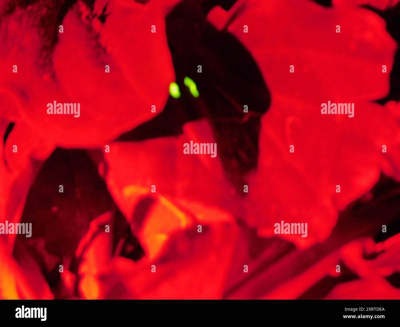 Headlight Beetles (Pyrophorini) Insecta Stock Photo - Alamy