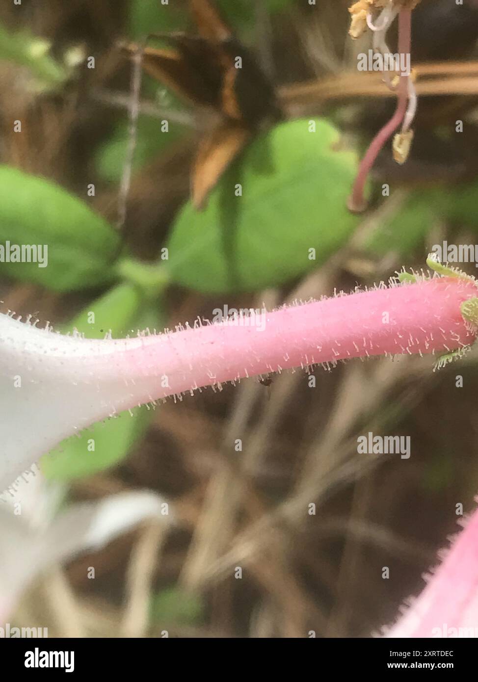 Coastal Azalea (Rhododendron atlanticum) Plantae Stock Photo - Alamy