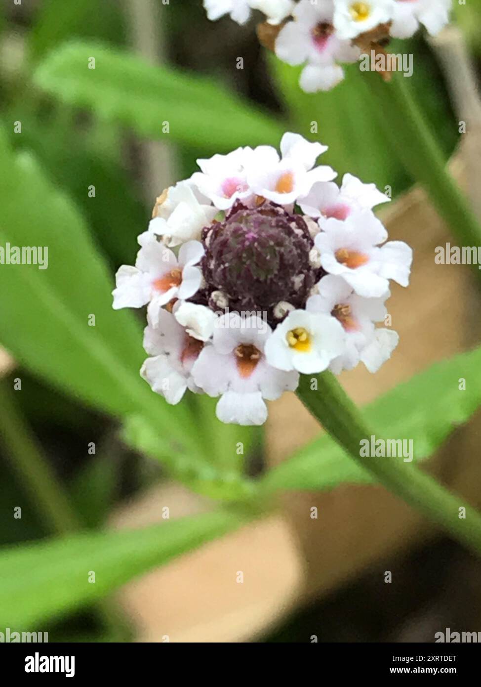 turkey tangle frogfruit (Phyla nodiflora) Plantae Stock Photo - Alamy
