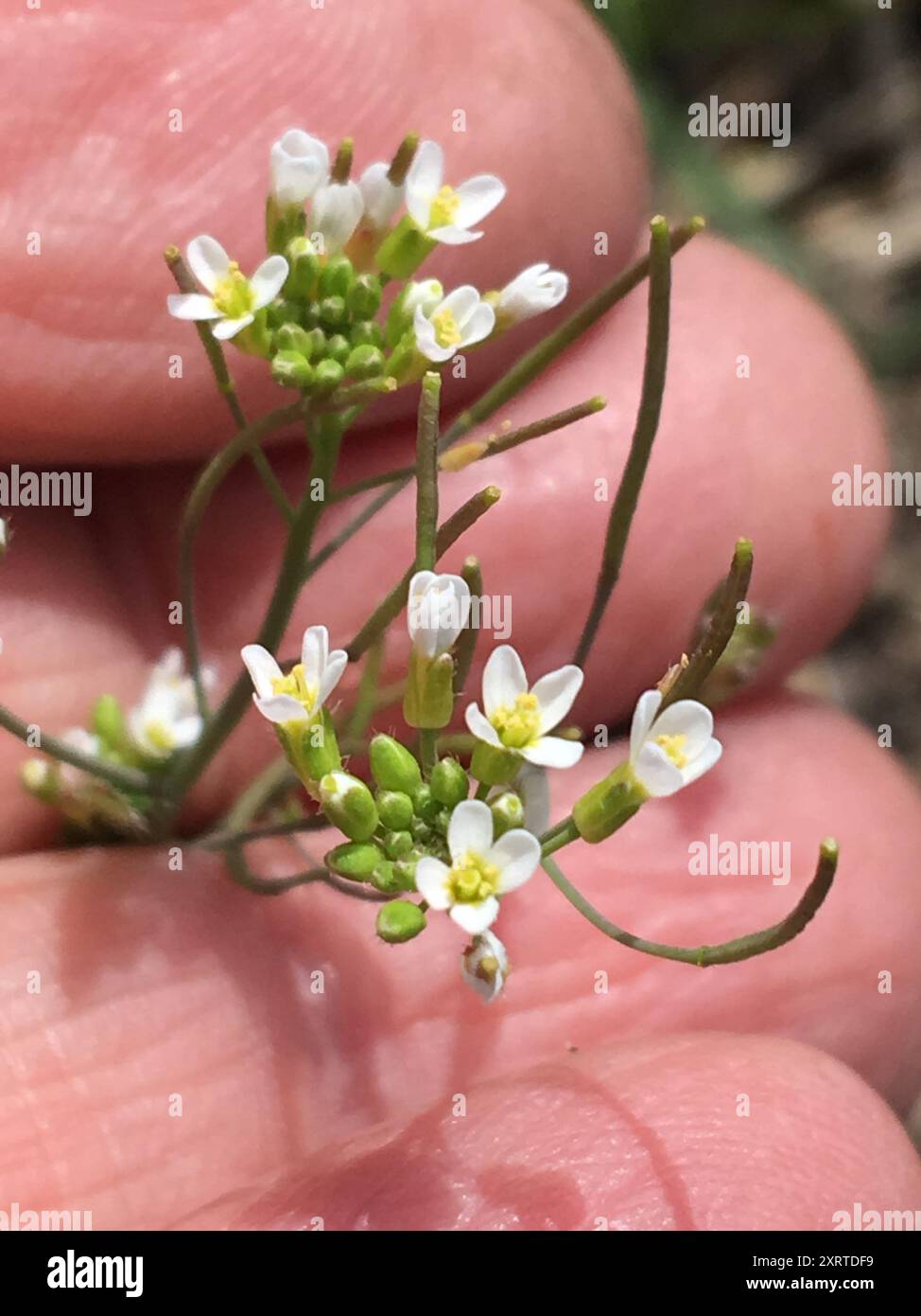 mouse-ear cress (Arabidopsis thaliana) Plantae Stock Photo - Alamy