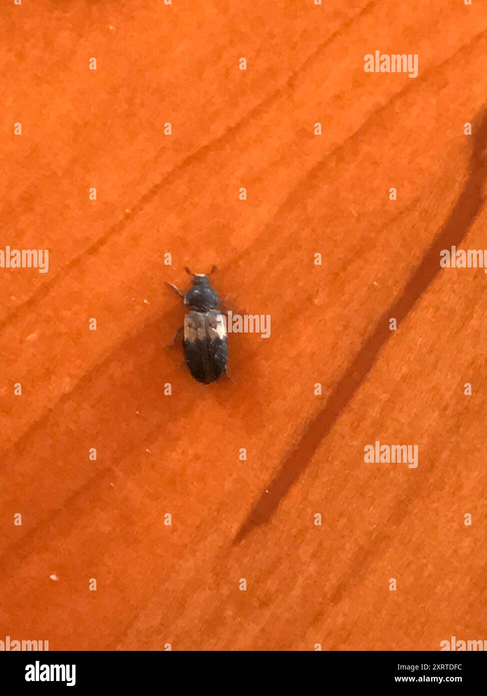 Larder Beetle (Dermestes lardarius) Insecta Stock Photo - Alamy