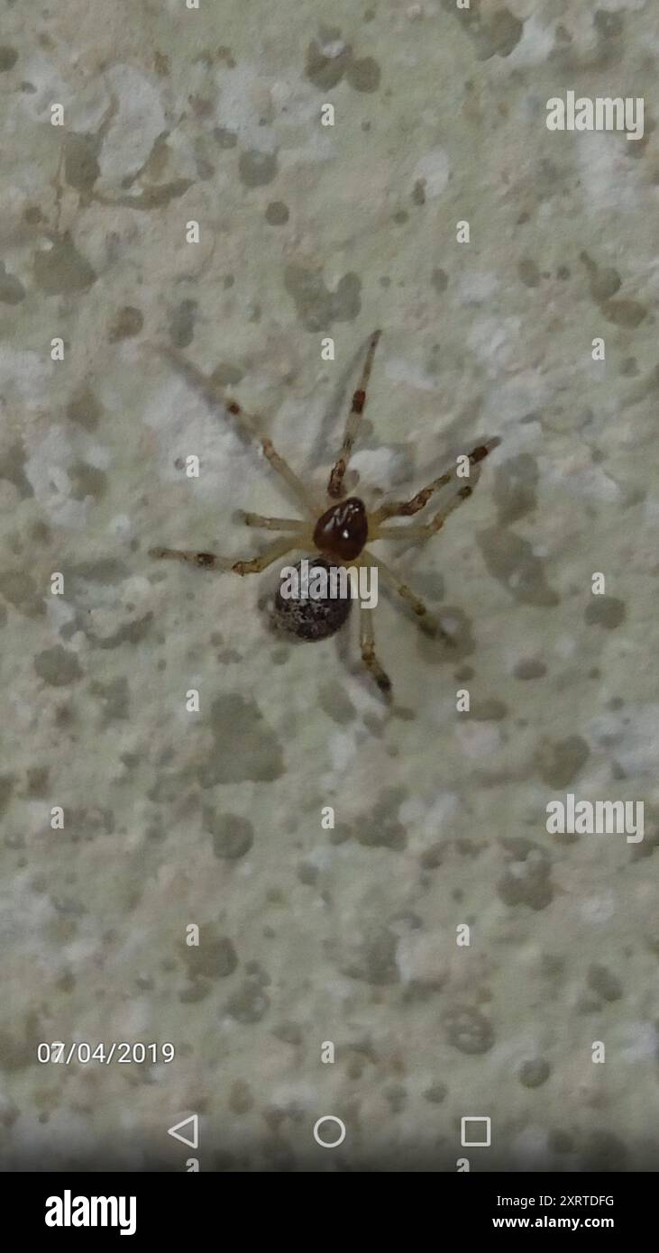 Common House Spider (Parasteatoda tepidariorum) Arachnida Stock Photo ...