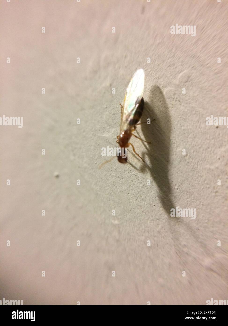 Gate-keeper Ants (Colobopsis) Insecta Stock Photo - Alamy