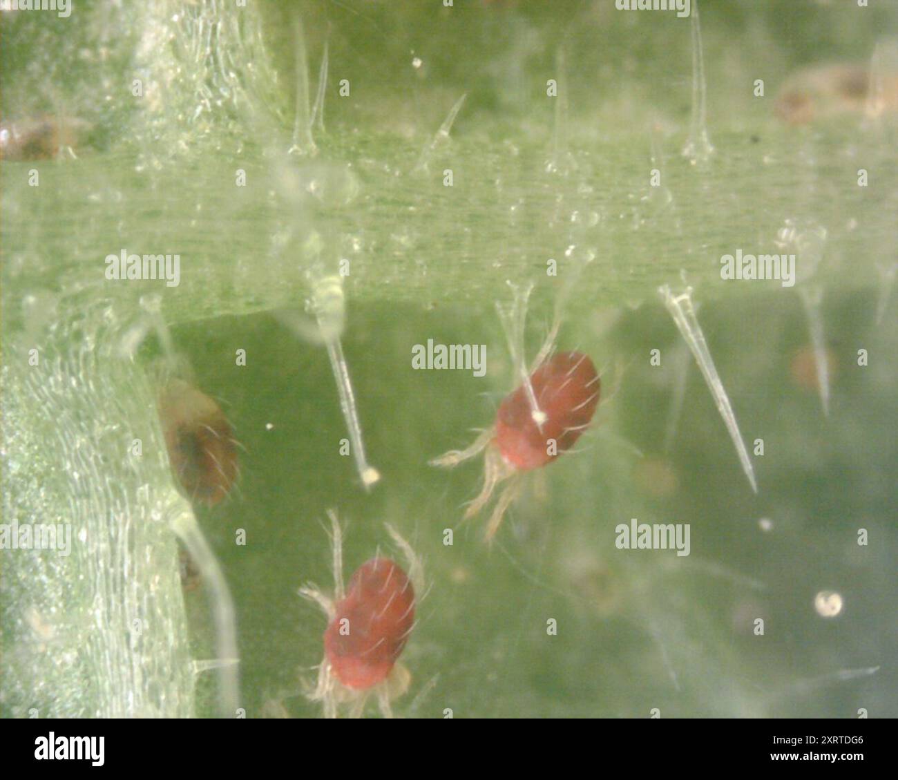 Twospotted Spider Mite (Tetranychus urticae) Arachnida Stock Photo - Alamy